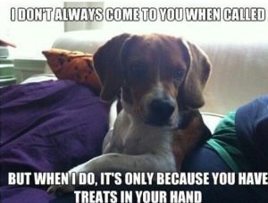 14 Funny Beagle Memes That Will Make You Smile! - blackvelvetpets