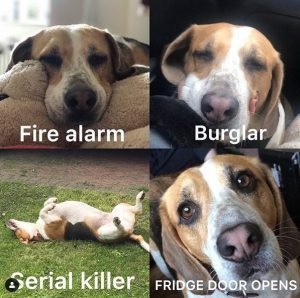 14 Funny Beagle Memes That Will Make Your Day! - blackvelvetpets
