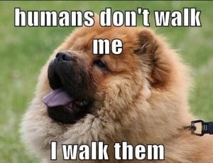 14 Funny Dog Memes That You Must Show to Your Friend Who Owns a Chow ...